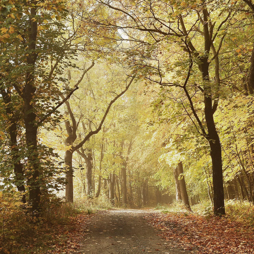 Woods October Path 6500207 – NewWall Inc.