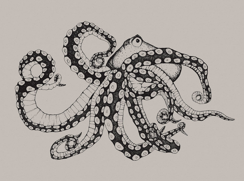 Octopus X-Ray Stone by Coordonné | Designer Wallpaper Mural | NewWall ...