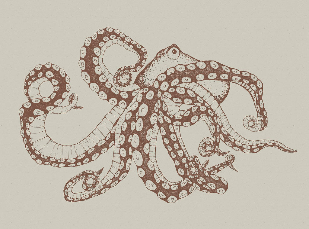 Octopus X-Ray Brown – NewWall Inc.