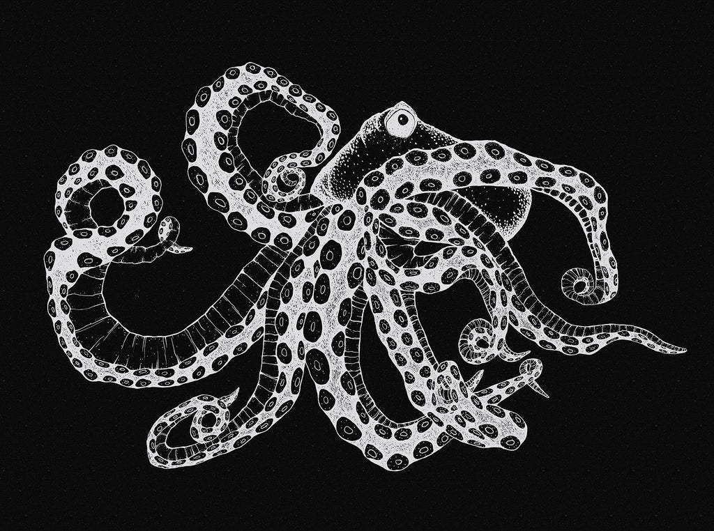Octopus X-Ray Black – NewWall Inc.